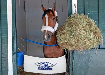 Mystik Dan - Horse Profile - BloodHorse