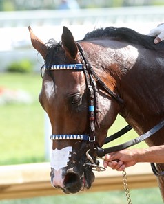 Joe Shiesty - Horse Profile - BloodHorse