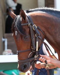 Sierra Leone - Horse Profile - BloodHorse