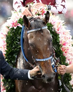 Thorpedo Anna - Horse Profile - BloodHorse