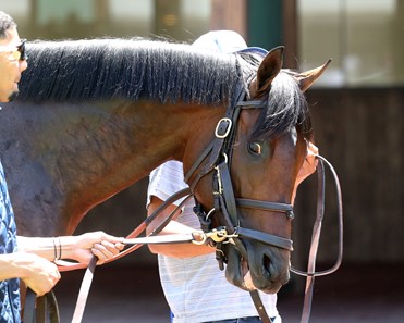 Sierra Leone - Horse Profile - BloodHorse
