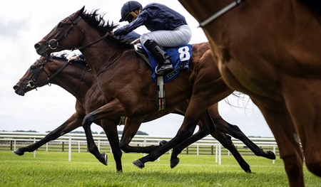 Henri Matisse (IRE) - Horse Profile - BloodHorse