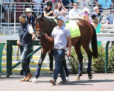 Sierra Leone - Horse Profile - BloodHorse