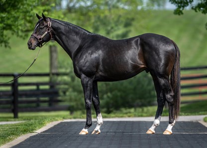 Not This Time - Horse Profile - BloodHorse