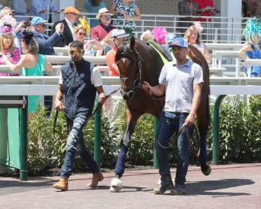 Sierra Leone - Horse Profile - BloodHorse