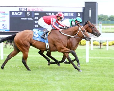 Proctor Street - Horse Profile - BloodHorse
