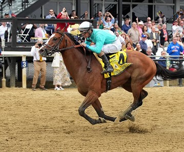 Pyrenees - Horse Profile - BloodHorse