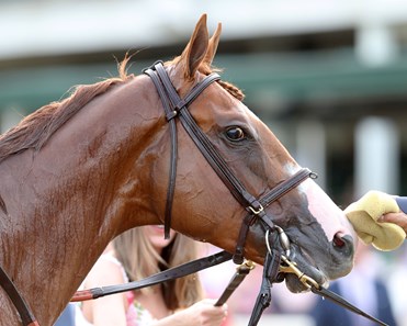 Carl Spackler (IRE) - Horse Profile - BloodHorse