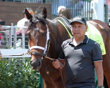 Fierceness - Horse Profile - BloodHorse