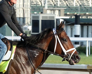 Fierceness - Horse Profile - BloodHorse