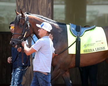 Sierra Leone - Horse Profile - BloodHorse