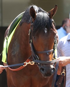 Sierra Leone - Horse Profile - BloodHorse