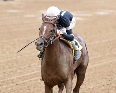 Hollygrove - Horse Profile - BloodHorse