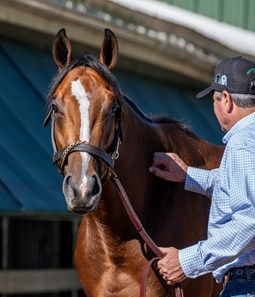 Mystik Dan - Horse Profile - BloodHorse