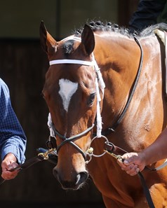 Clearly Unhinged - Horse Profile - BloodHorse