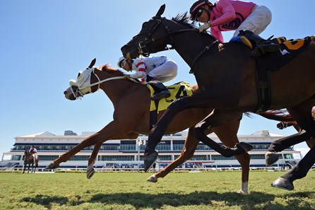 Fly the W - Horse Profile - BloodHorse