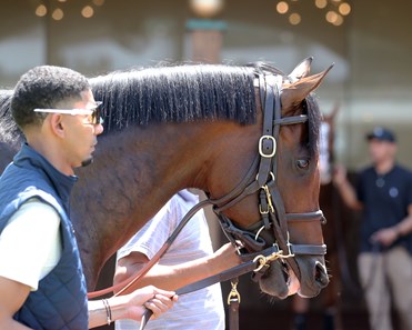 Sierra Leone - Horse Profile - BloodHorse