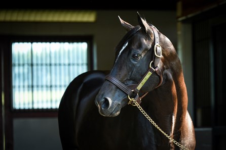 Not This Time - Horse Profile - BloodHorse