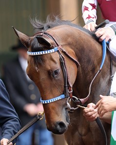 Thorpedo Anna - Horse Profile - BloodHorse