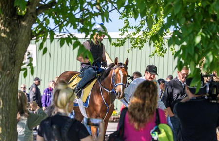 Mystik Dan - Horse Profile - BloodHorse