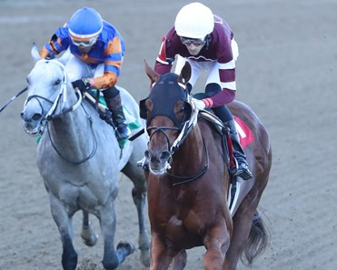 Disarm - Horse Profile - BloodHorse