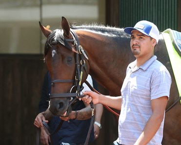 Sierra Leone - Horse Profile - BloodHorse