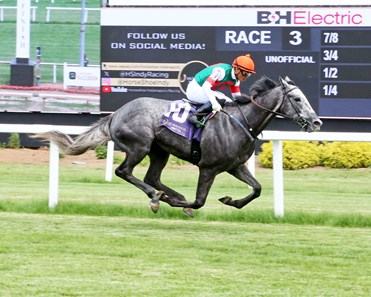 V Max - Horse Profile - BloodHorse