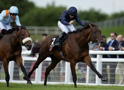 Henri Matisse (IRE) - Horse Profile - BloodHorse