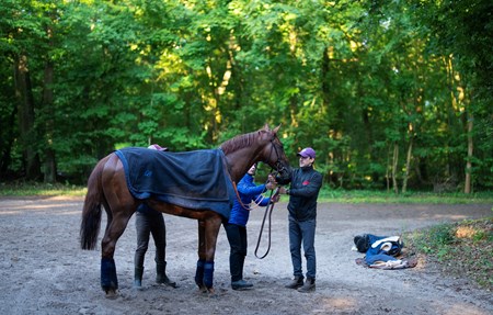 Metropolitan (FR) - Horse Profile - BloodHorse