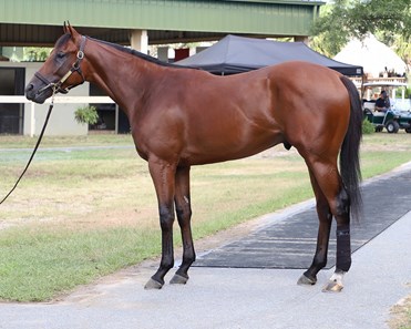 Uncle Mo - Horse Profile - BloodHorse