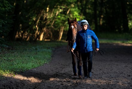Metropolitan (FR) - Horse Profile - BloodHorse