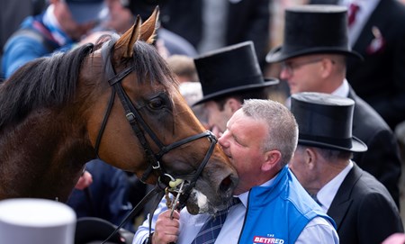 City of Troy - Horse Profile - BloodHorse