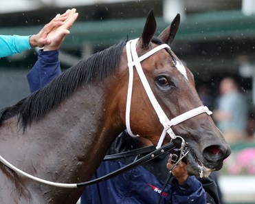 Pin Up Betty - Horse Profile - BloodHorse
