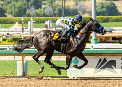 Midland Money - Horse Profile - BloodHorse