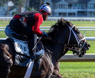 Mindframe - Horse Profile - BloodHorse