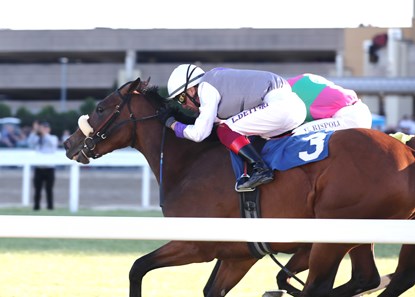 Poolside With Slim (IRE) - Horse Profile - BloodHorse