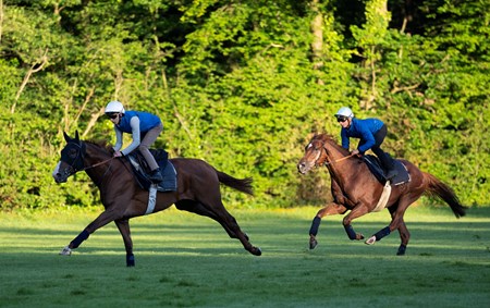 Metropolitan (FR) - Horse Profile - BloodHorse