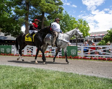 Doc Sullivan - Horse Profile - BloodHorse