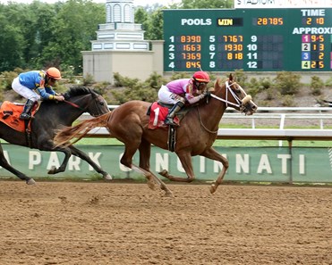 Here's the Spider - Horse Profile - BloodHorse