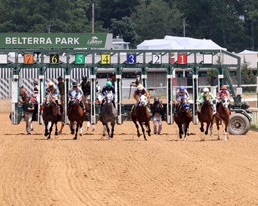 Here's the Spider - Horse Profile - BloodHorse