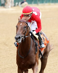 Princess Madison - Horse Profile - BloodHorse