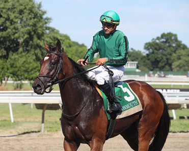 El Terreno - Horse Profile - BloodHorse