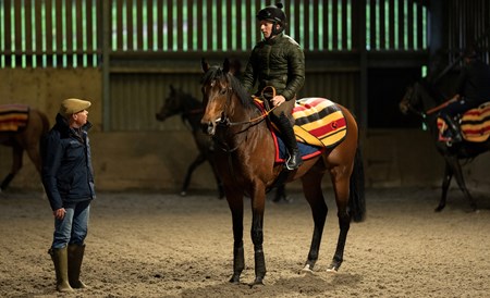Ghostwriter (IRE) - Horse Profile - BloodHorse