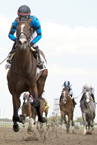Mensa - Horse Profile - BloodHorse