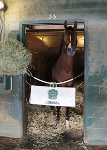Dornoch - Horse Profile - BloodHorse