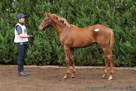 Gun Runner - Horse Profile - BloodHorse