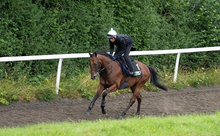 Rosallion (IRE) - Horse Profile - BloodHorse