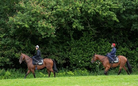 Haatem (IRE) - Horse Profile - BloodHorse