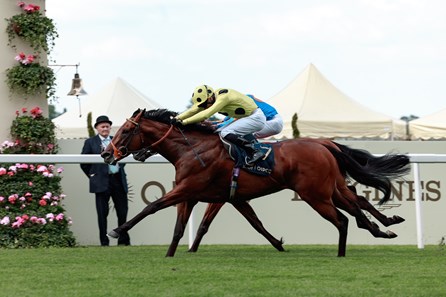 Rosallion (IRE) - Horse Profile - BloodHorse