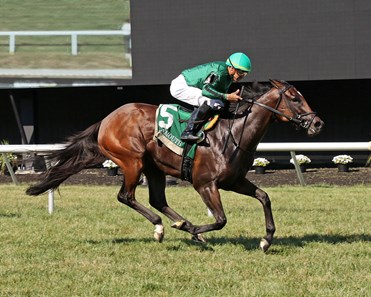 El Terreno - Horse Profile - BloodHorse